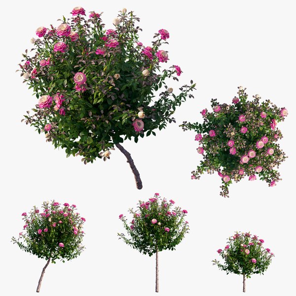 Rose Bush 3D Models for Download | TurboSquid