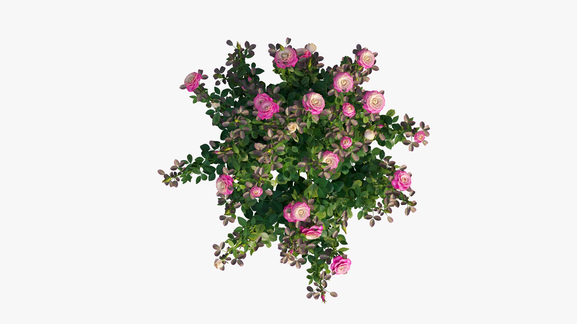 3D Plant Rose Set 05 - TurboSquid 1536665