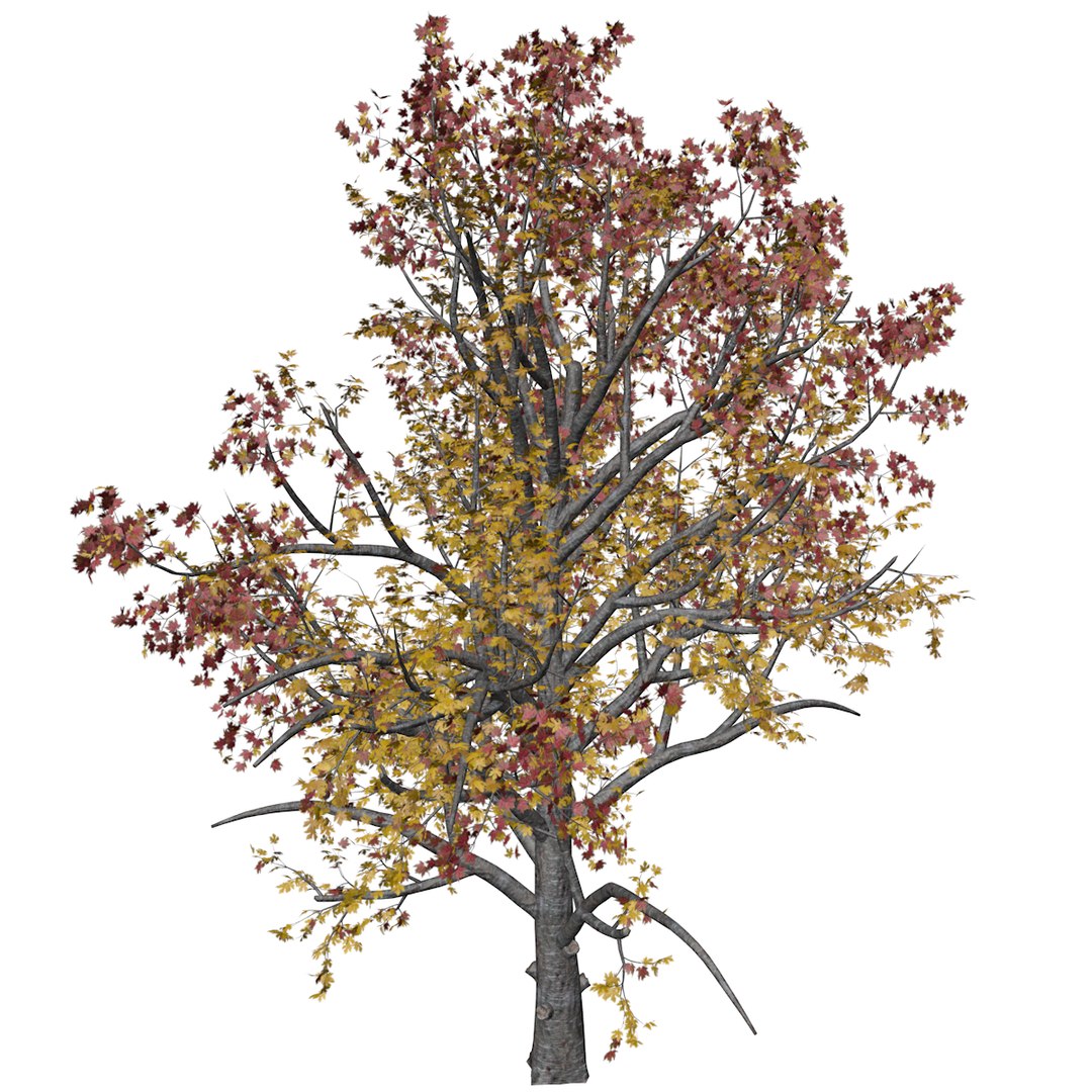 Mountain Maple Tree In Fall - 08 - 3D - TurboSquid 2377570