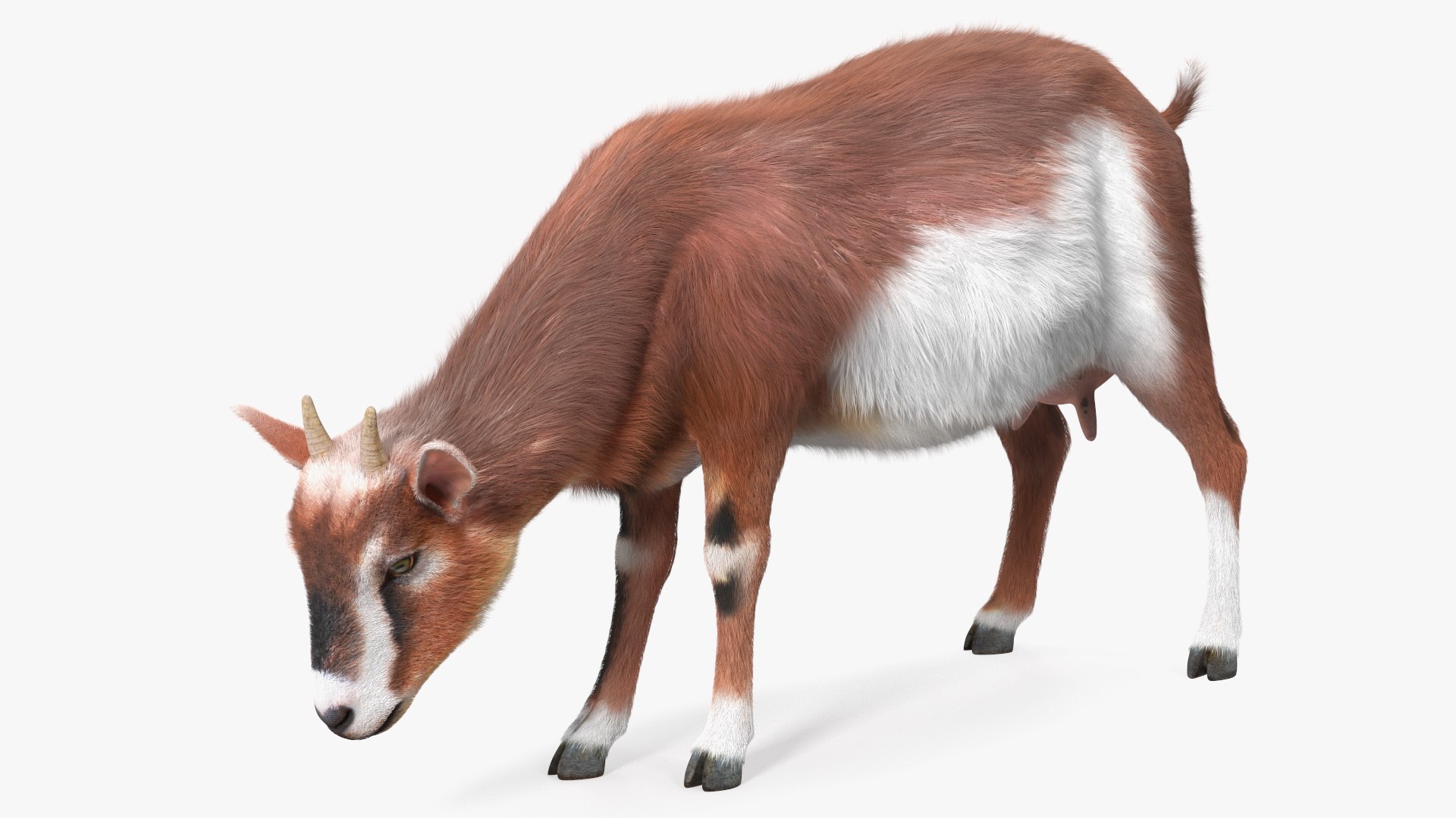 Goat On Pasture Brown-White Fur 3D Model - TurboSquid 1991635