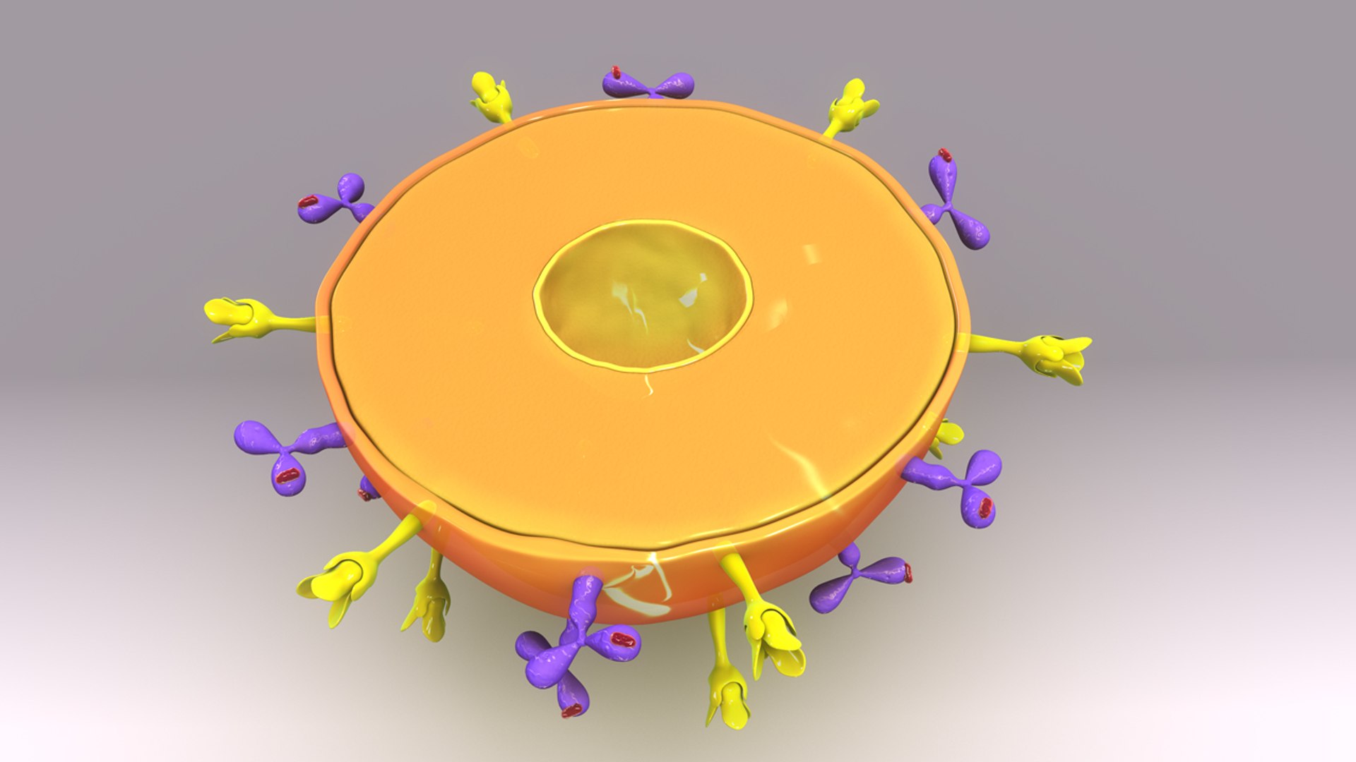3d Model Plasma Cell Anatomy