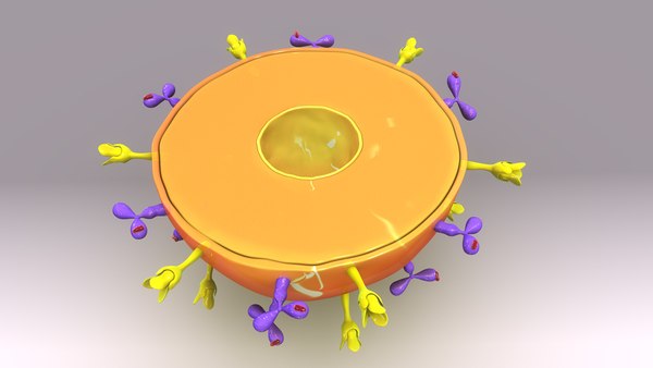 modelo 3d Anatomía de células plasmáticas - TurboSquid 1096367