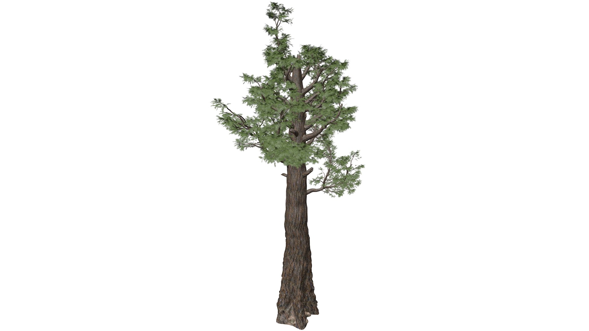 3D Giant Redwood Sequoia Tree - 01 - Model - TurboSquid 2373504