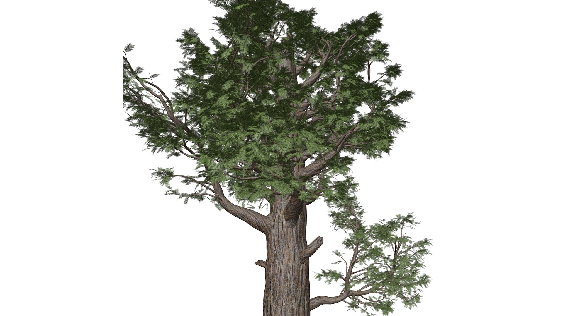 3D Giant Redwood Sequoia Tree - 01 - Model - TurboSquid 2373504