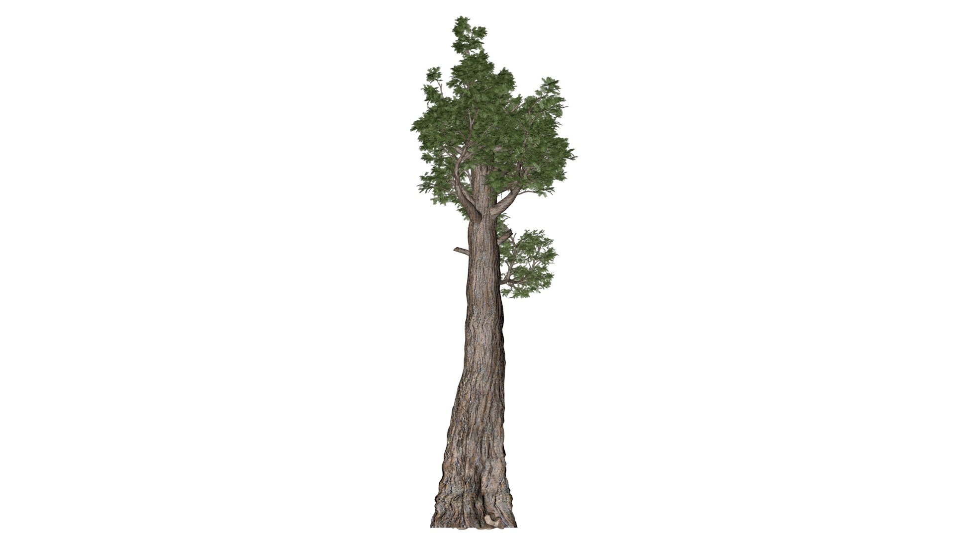 3D Giant Redwood Sequoia Tree - 01 - Model - TurboSquid 2373504