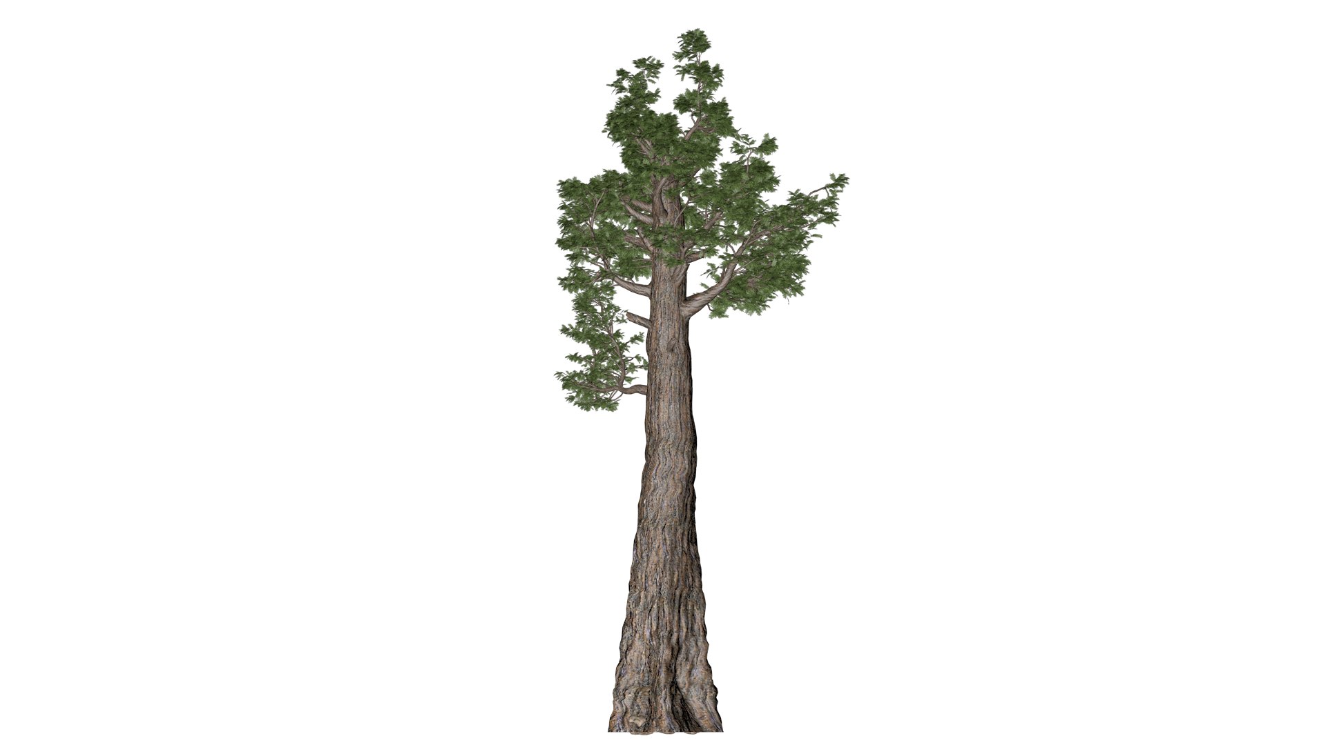3D Giant Redwood Sequoia Tree - 01 - Model - TurboSquid 2373504