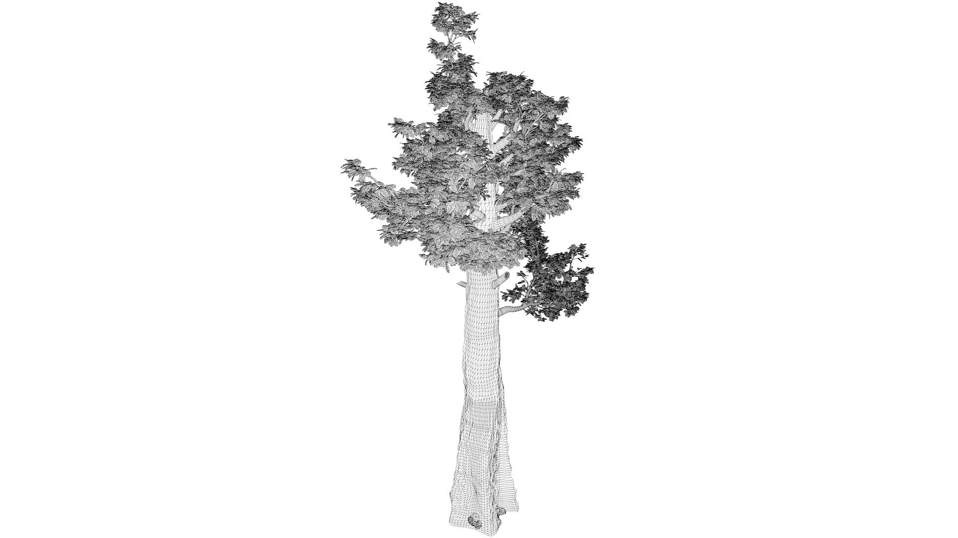 3D Giant Redwood Sequoia Tree - 01 - Model - TurboSquid 2373504