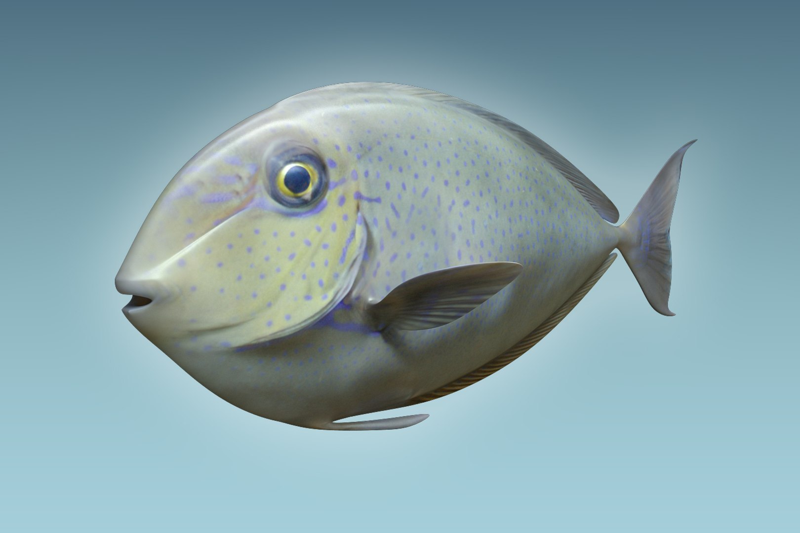 3D Pale Fish 2 Model - TurboSquid 1208290