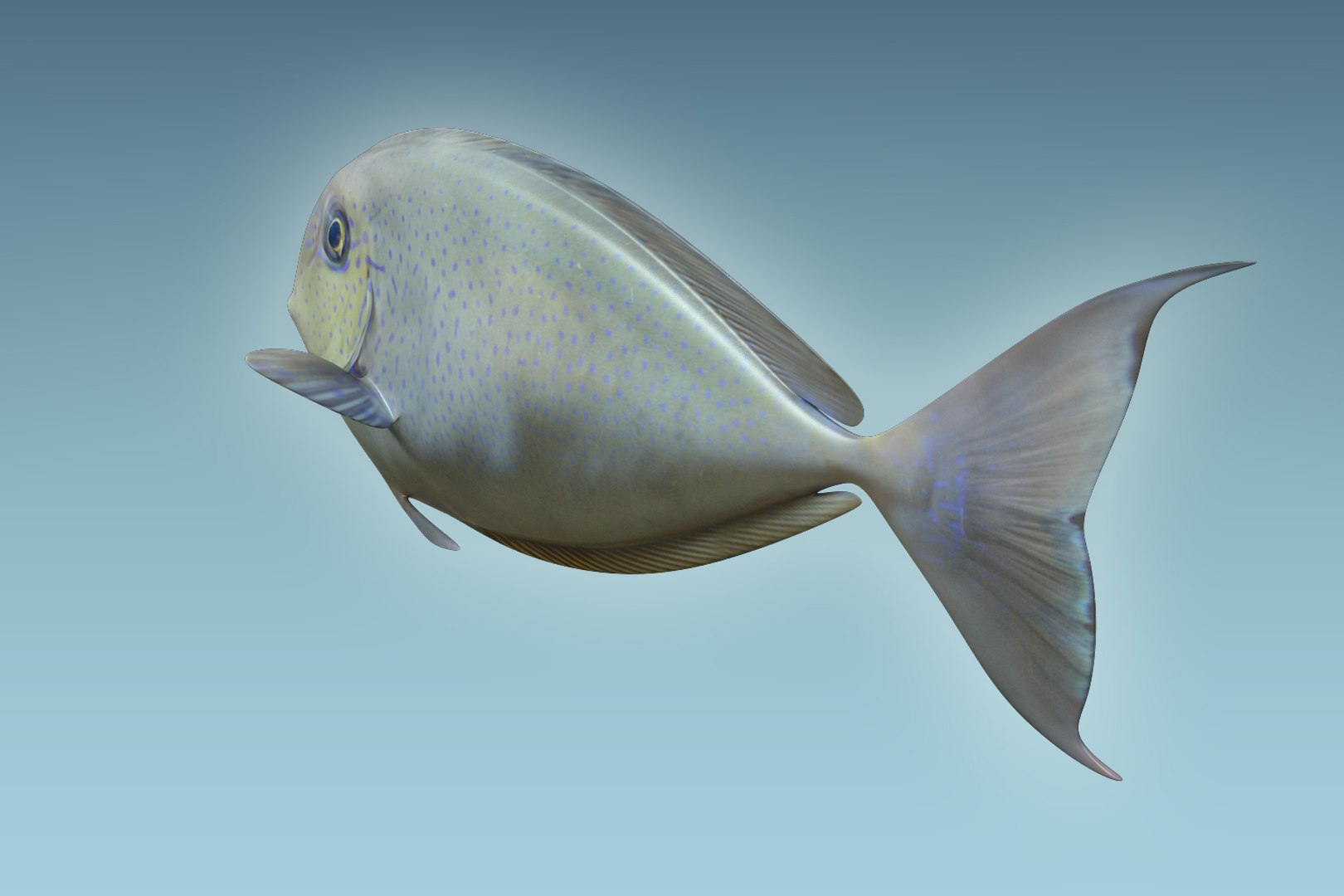 3D Pale Fish 2 Model - TurboSquid 1208290