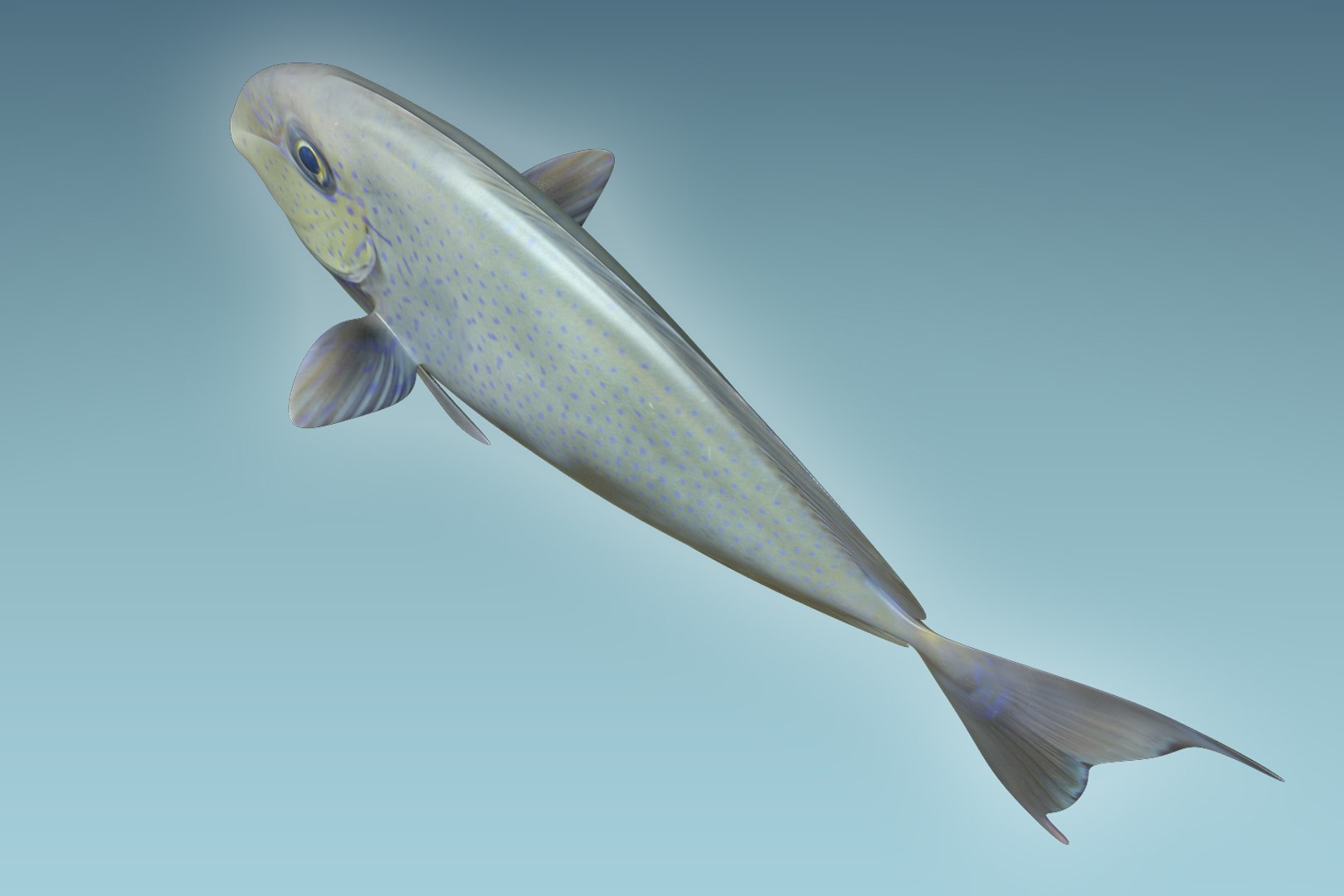 3D Pale Fish 2 Model - TurboSquid 1208290