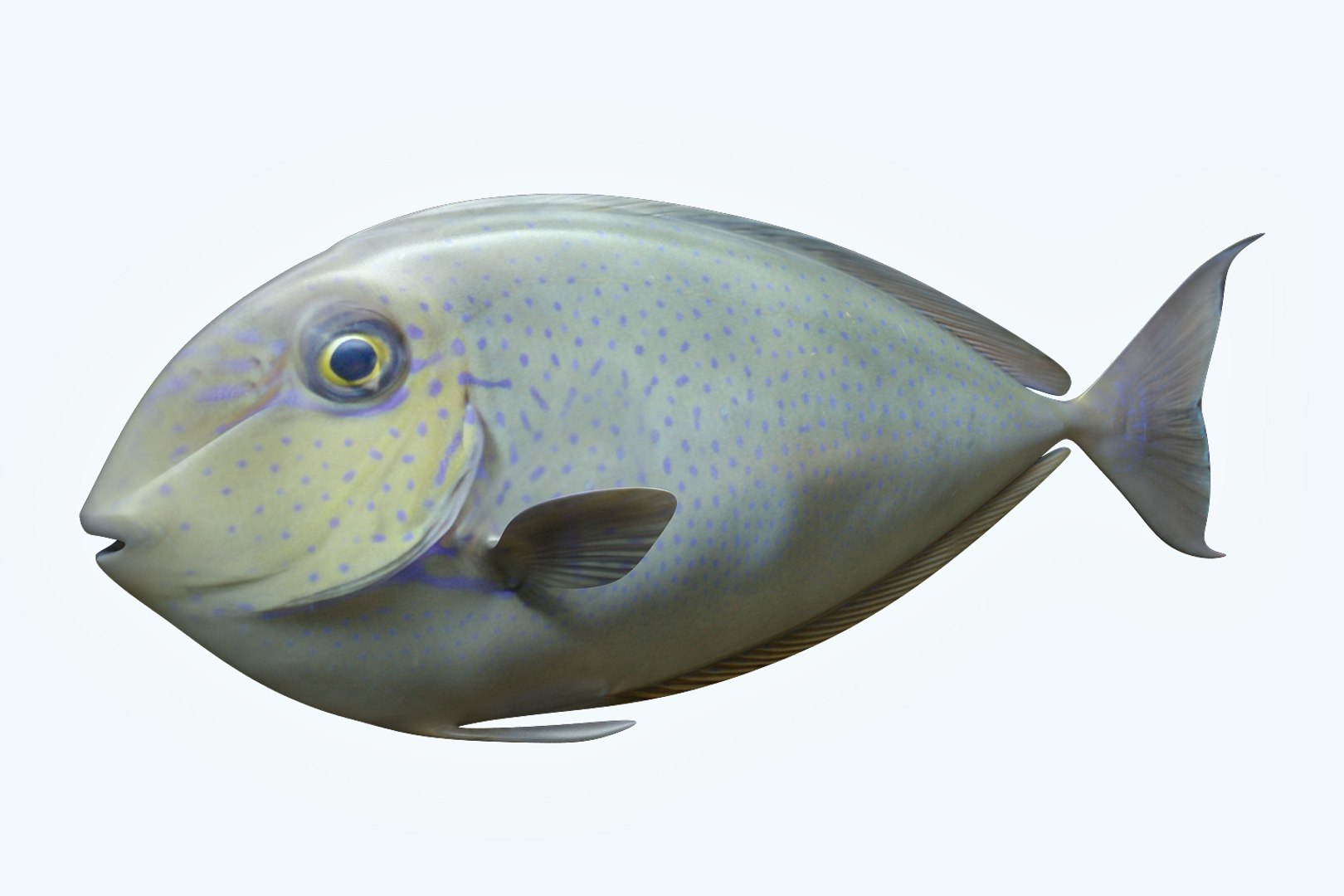 3D Pale Fish 2 Model - TurboSquid 1208290
