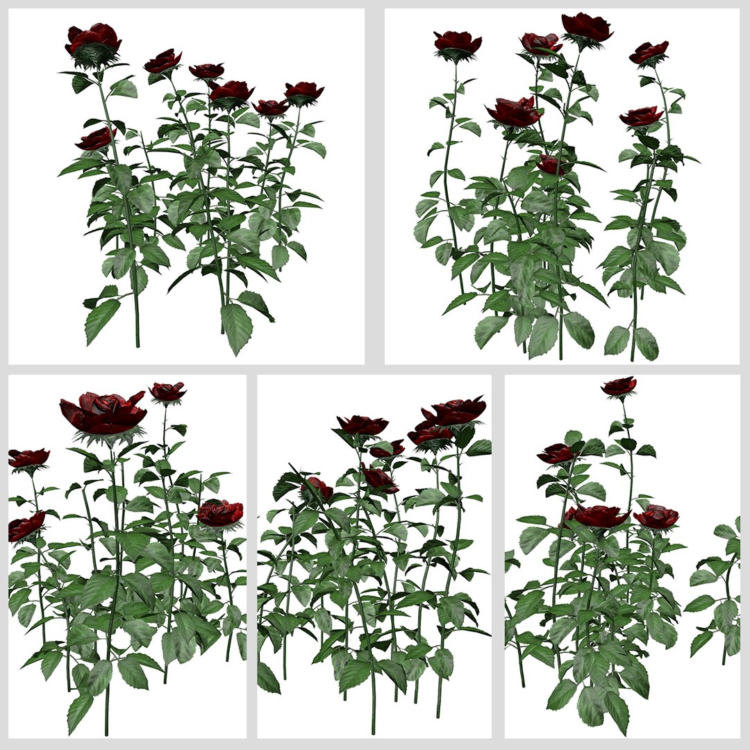 3D Red Rose Patches Plant Collection Model - TurboSquid 2378484