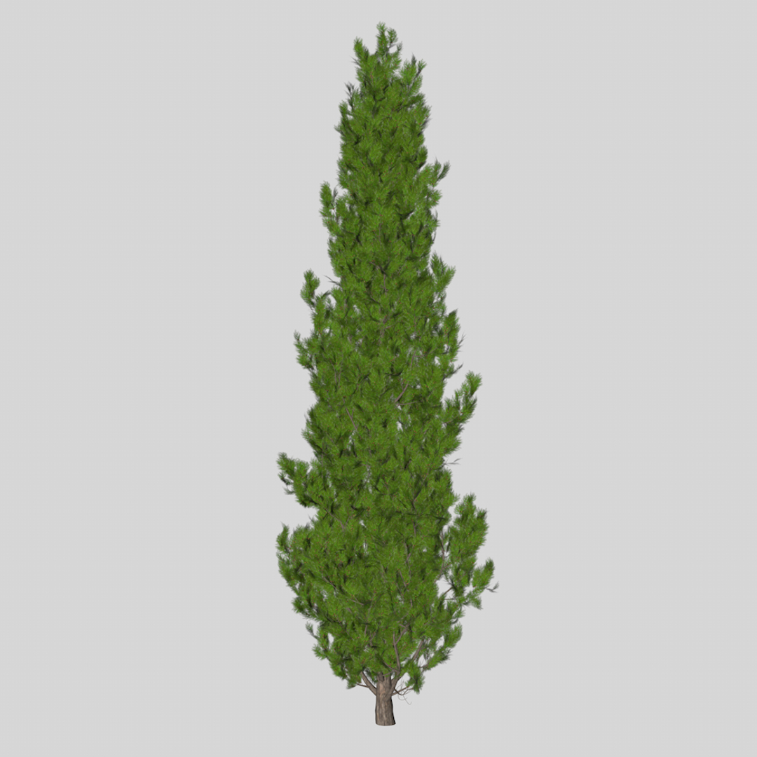 Cypress Tree 3D - TurboSquid 1675158