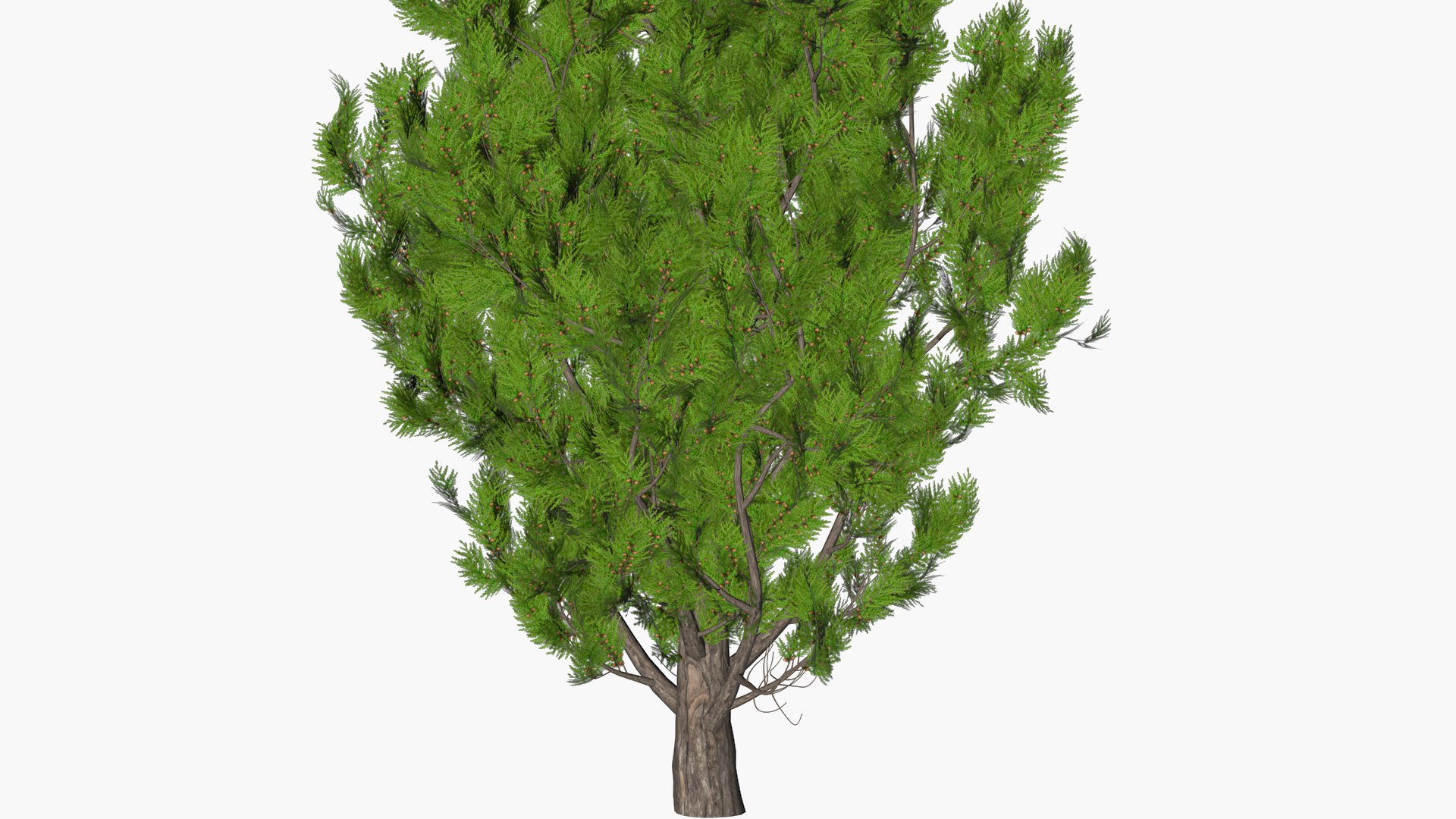 Cypress Tree 3D - TurboSquid 1675158