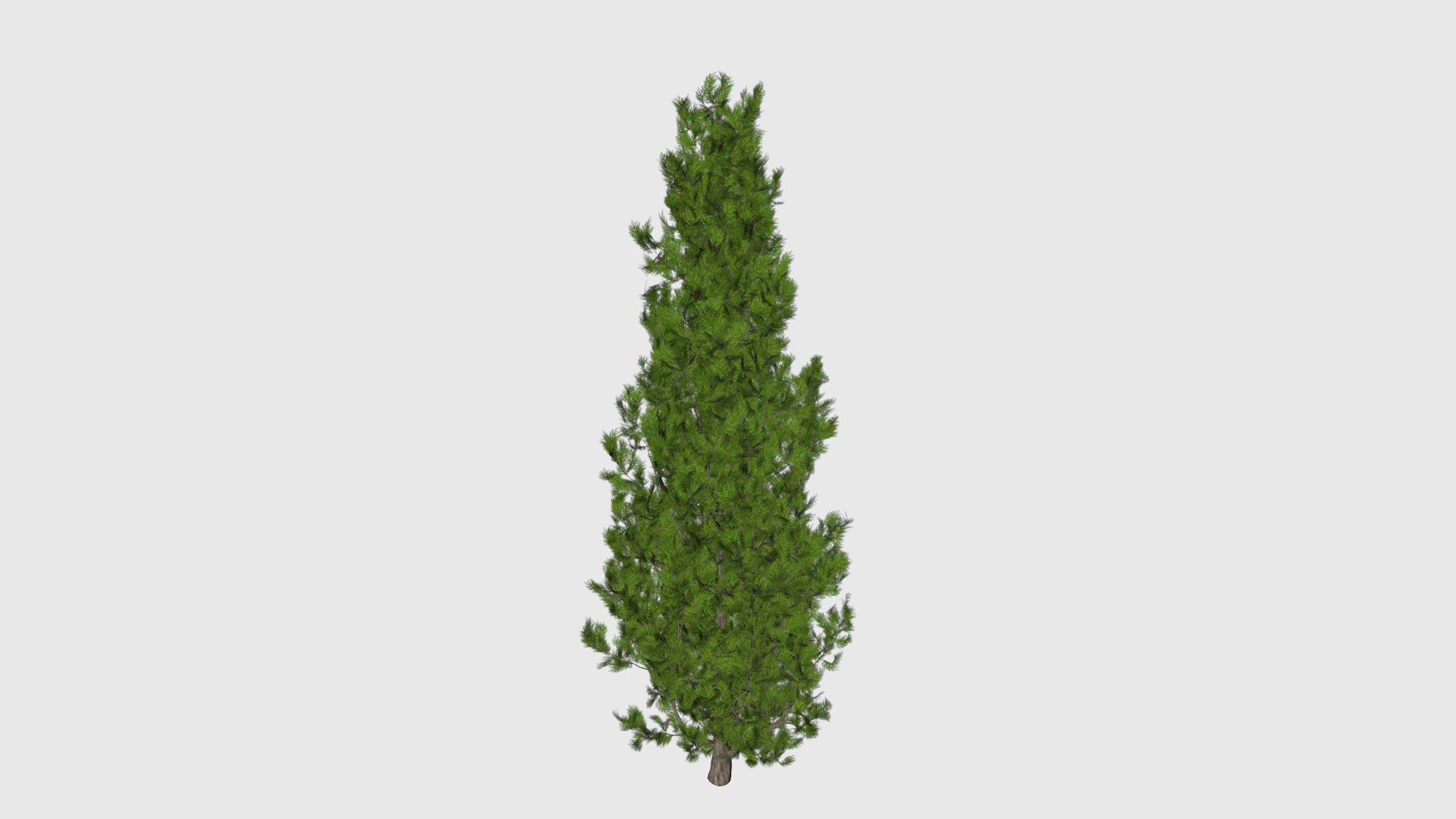 Cypress Tree 3D - TurboSquid 1675158