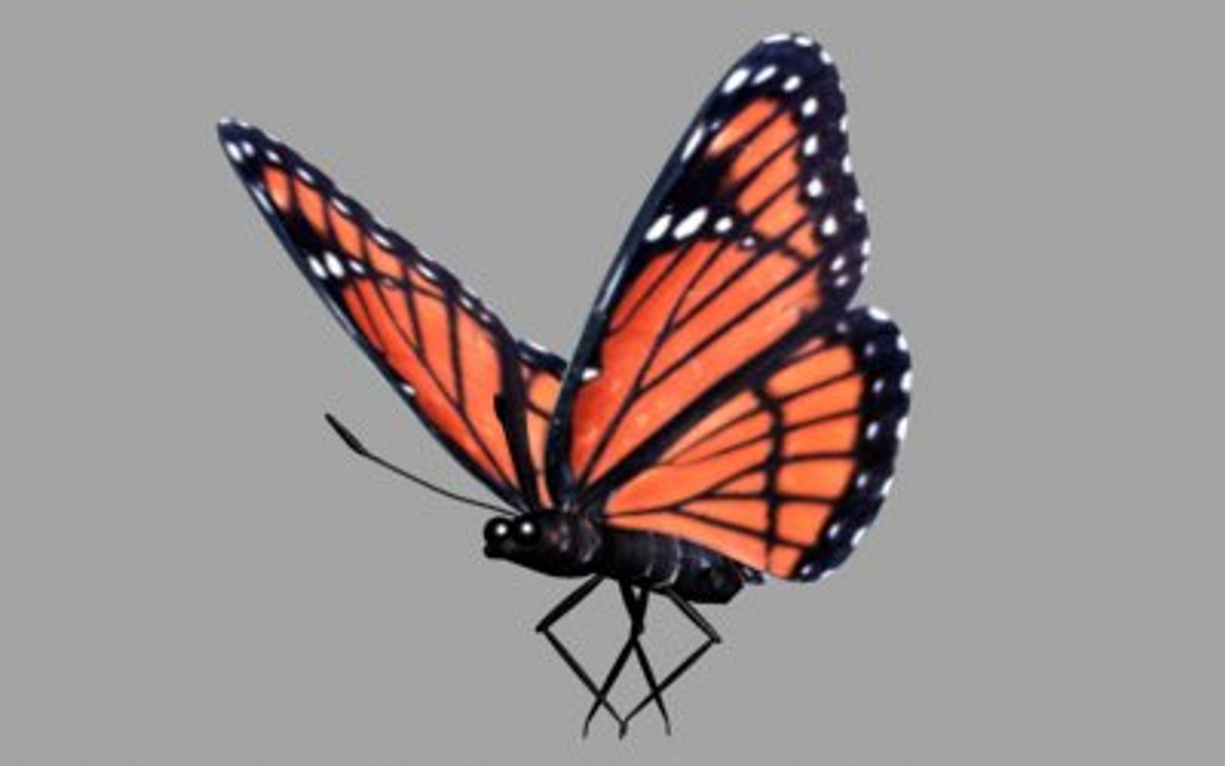 monarch butterfly 3d model