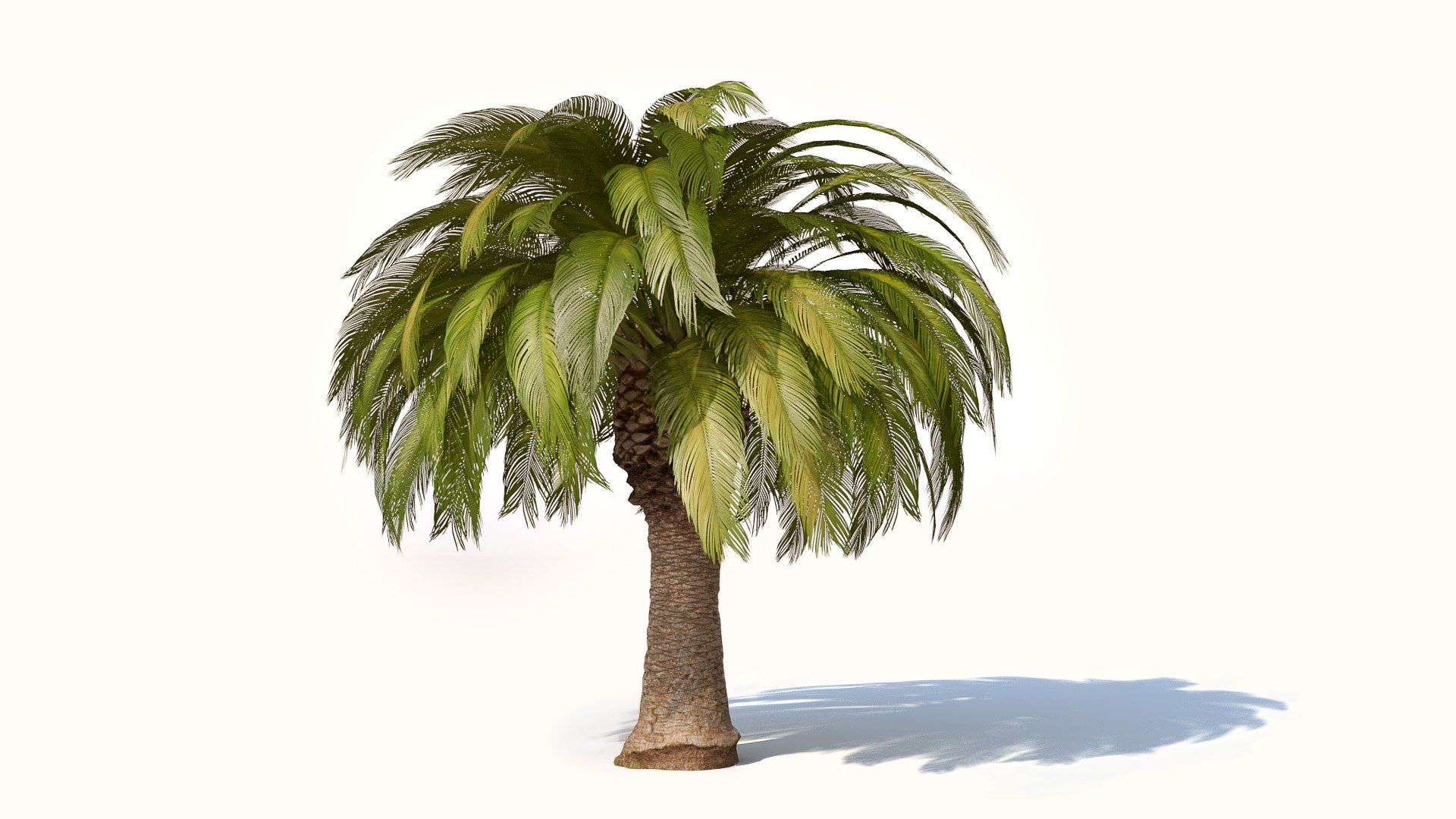 Palm Tree 3D Model - TurboSquid 1285786