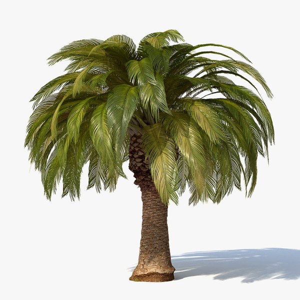 Palm tree 3D model - TurboSquid 1285786