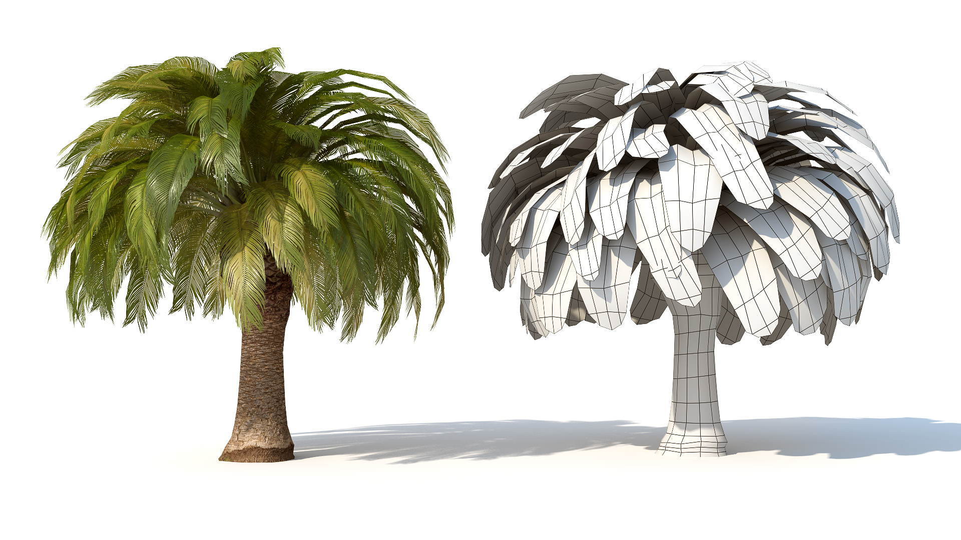 Palm tree 3D model - TurboSquid 1285786