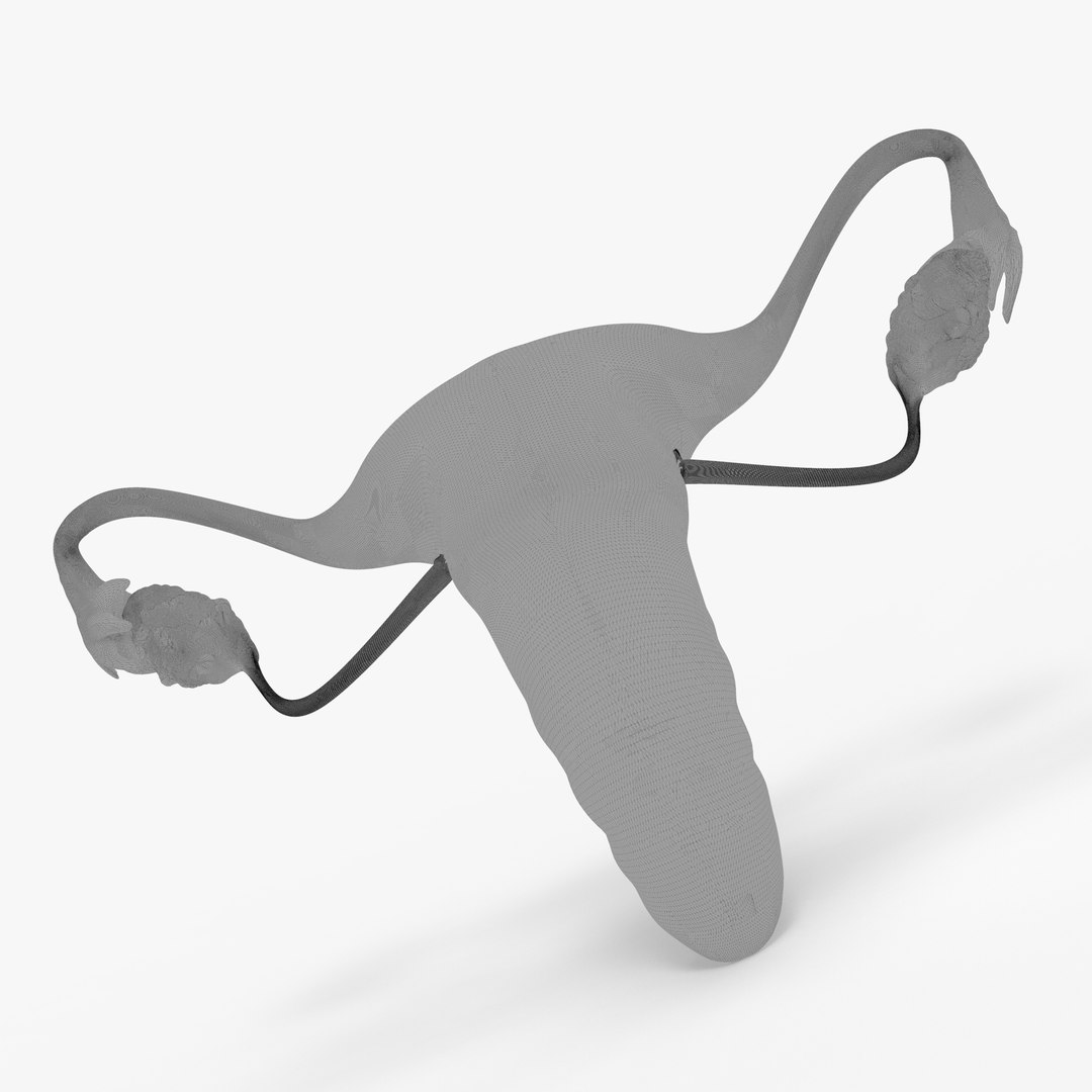 3D Female Reproductive Uterus Model - TurboSquid 1429560