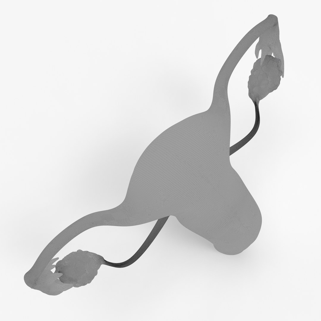 3D Female Reproductive Uterus Model - TurboSquid 1429560