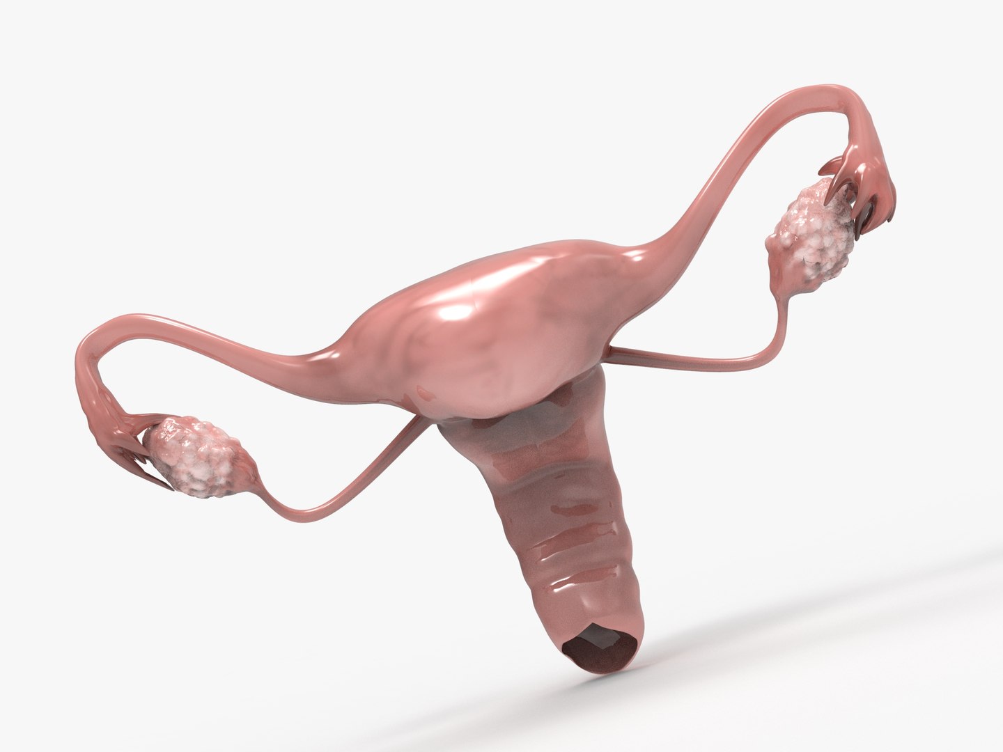 3D Female Reproductive Uterus Model - TurboSquid 1429560