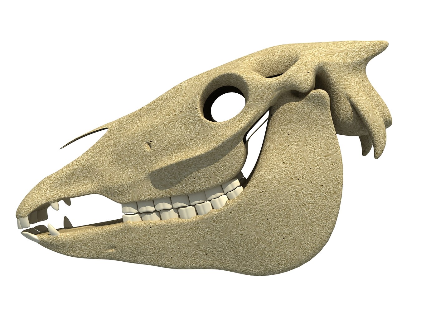 Donkey Skull Skeleton 3ds