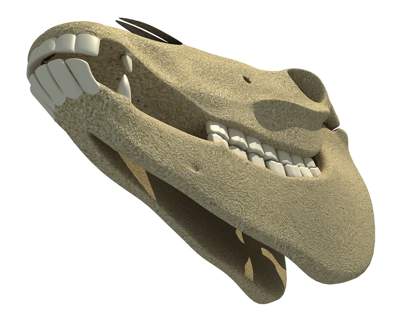 Donkey Skull Skeleton 3ds