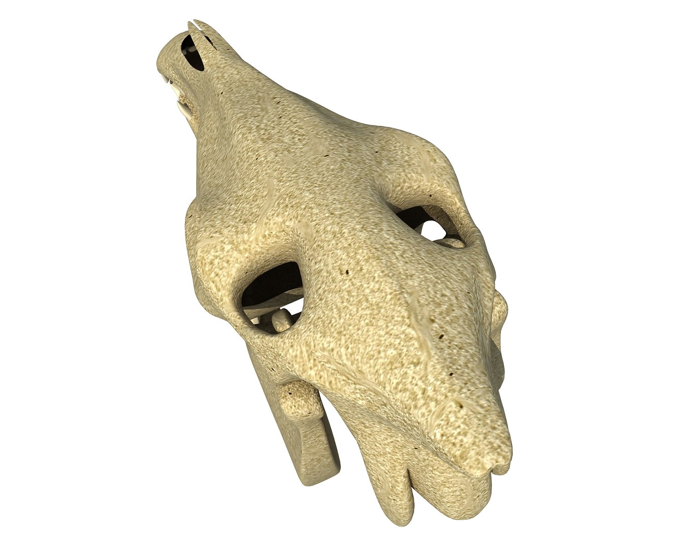 Donkey Skull Skeleton 3ds