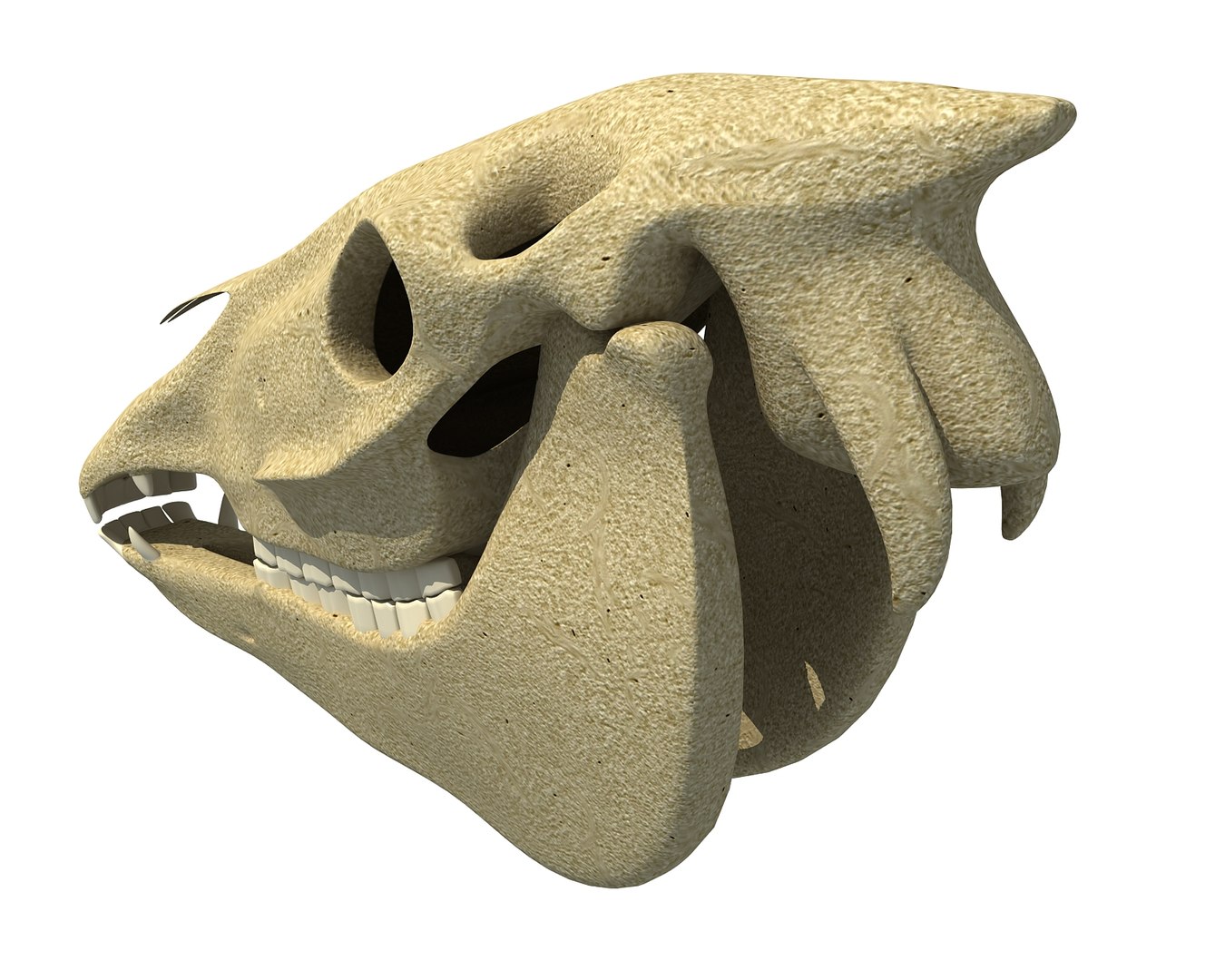 Donkey Skull Skeleton 3ds