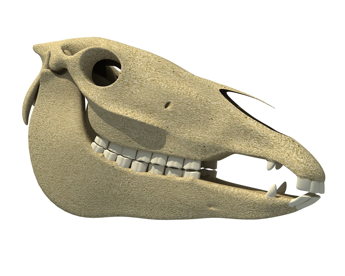 Donkey Skull Skeleton 3ds