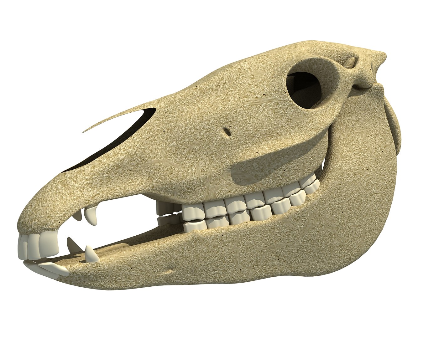 Donkey Skull Skeleton 3ds