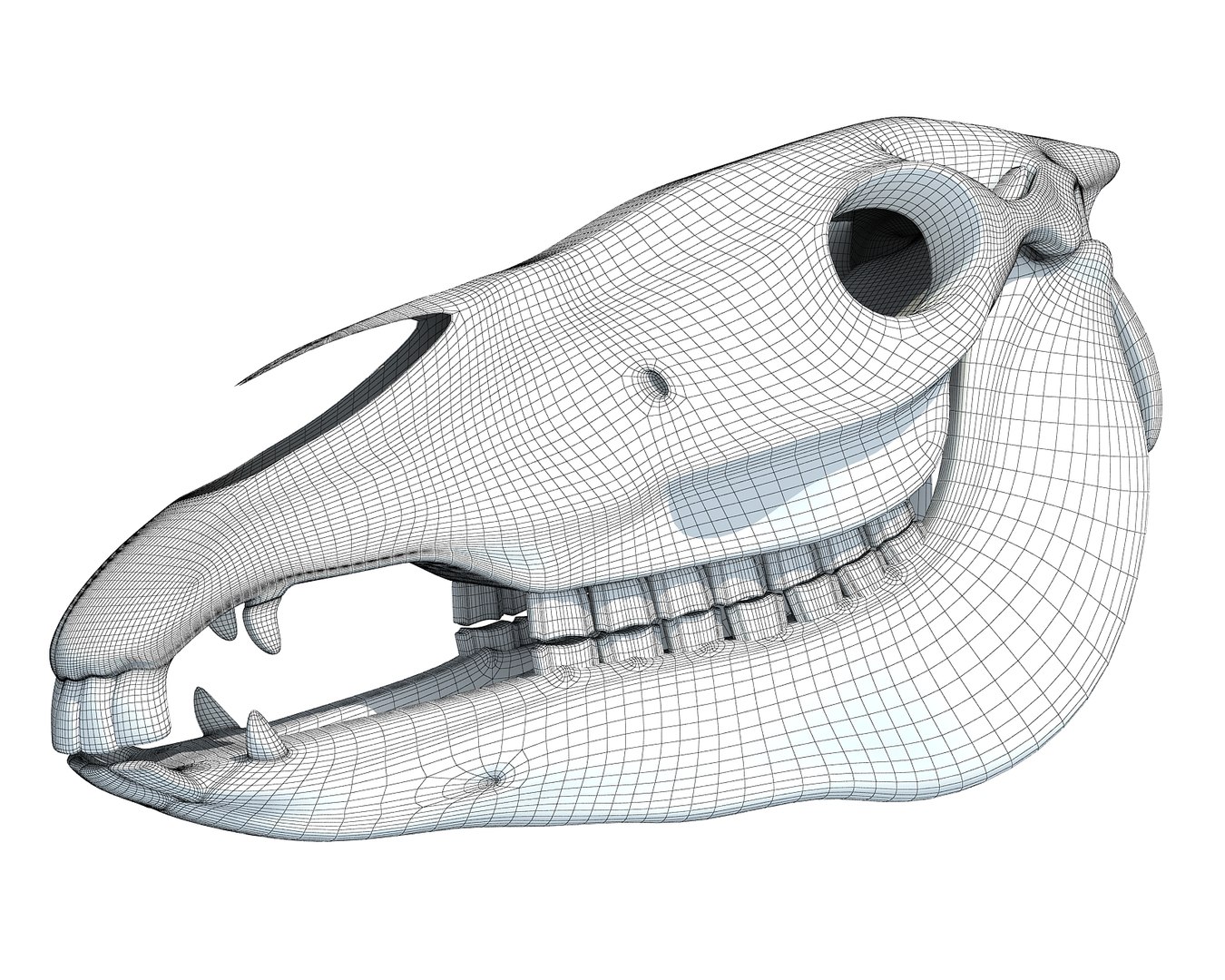 Donkey Skull Skeleton 3ds