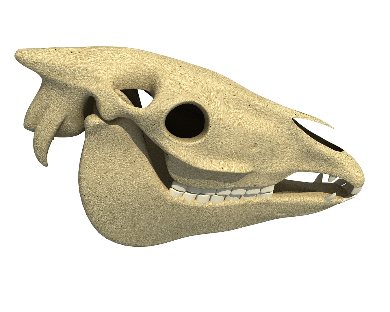 Donkey Skull Skeleton 3ds
