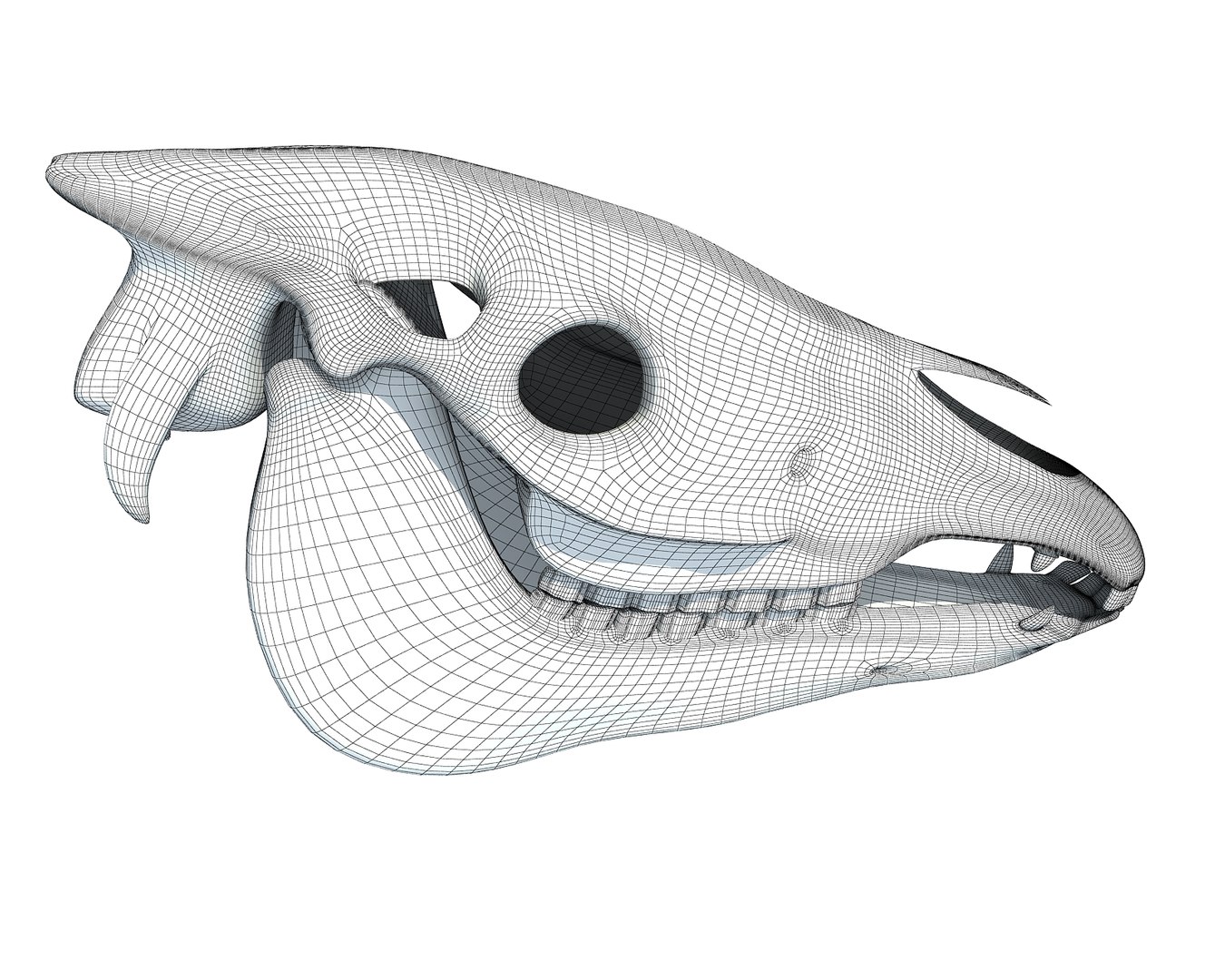 Donkey Skull Skeleton 3ds