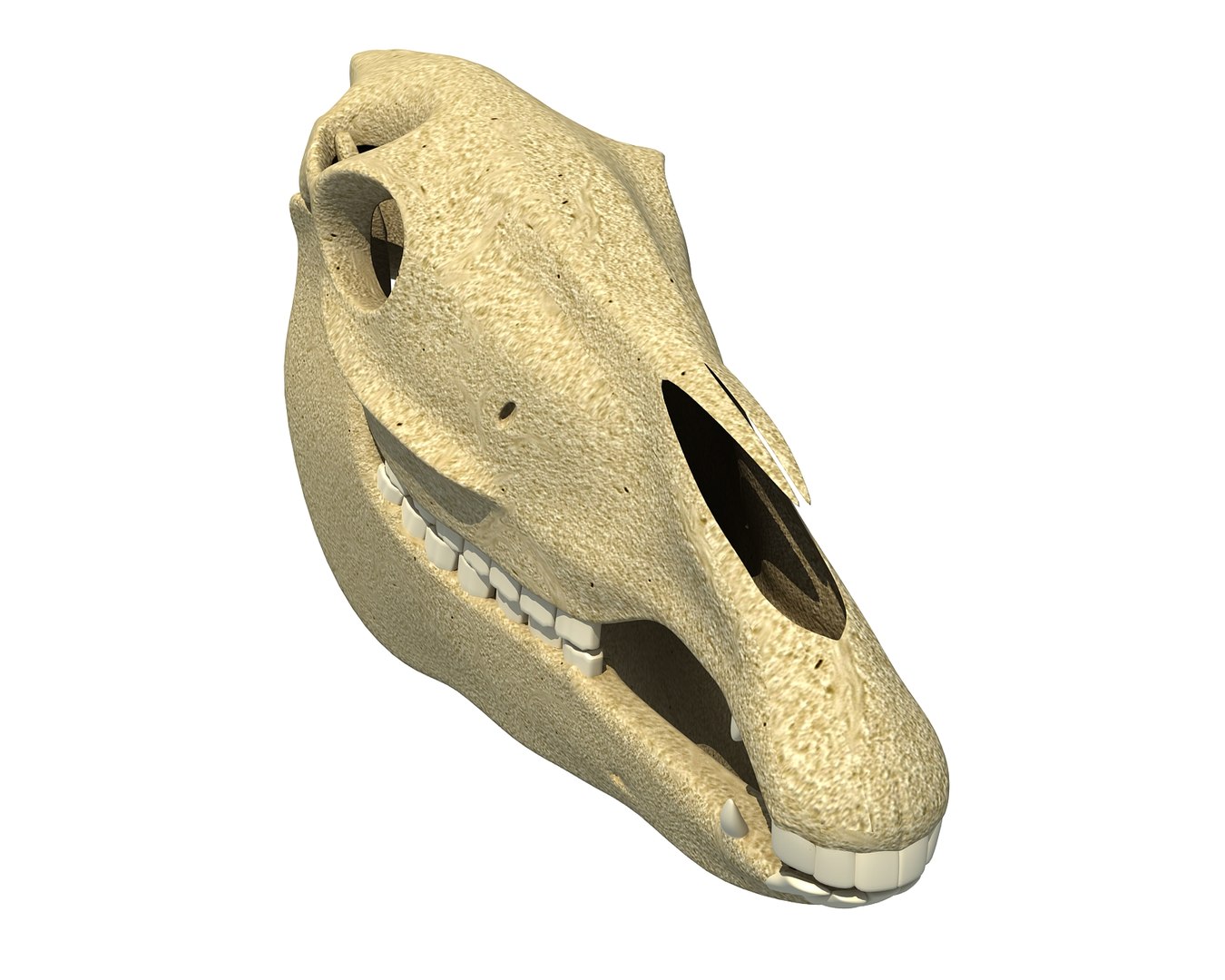 Donkey Skull Skeleton 3ds