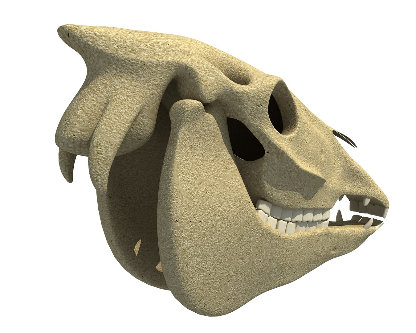 Donkey Skull Skeleton 3ds