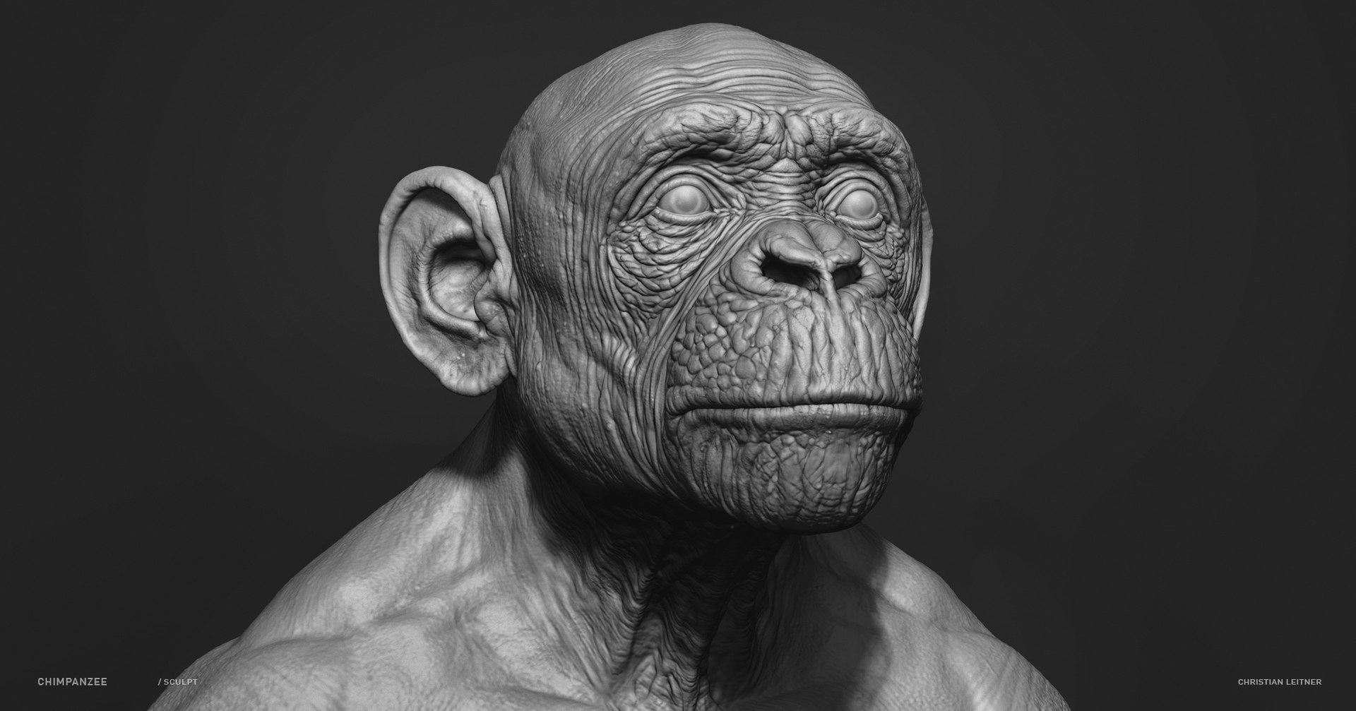 3D Chimpanzee Skeleton Muscles - TurboSquid 1537142