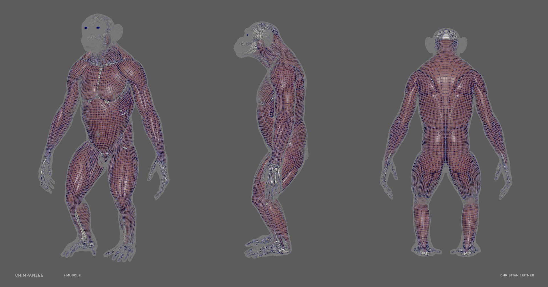 3D Chimpanzee Skeleton Muscles - TurboSquid 1537142