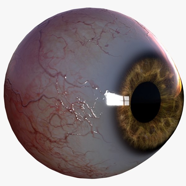3d model realistic human eye
