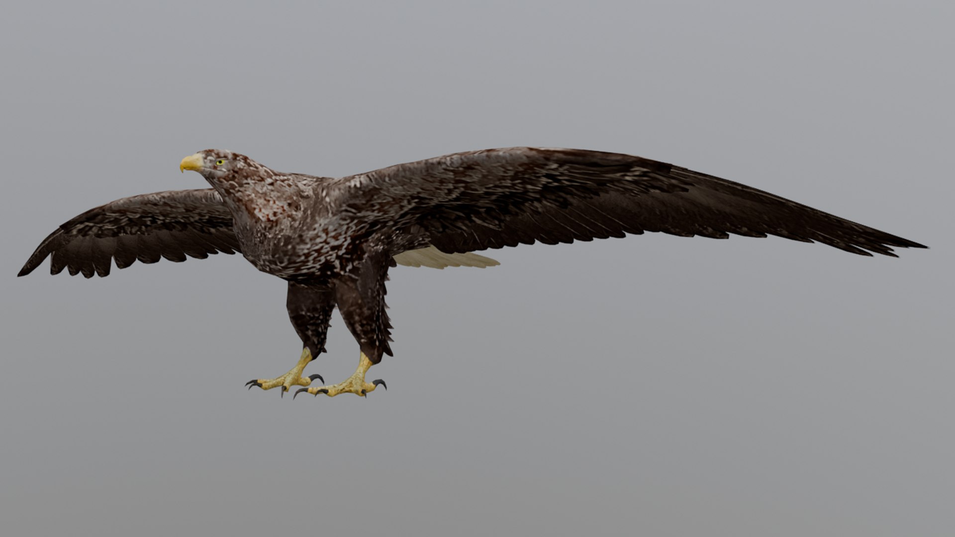3D White Tailed Eagle Model - TurboSquid 2420568