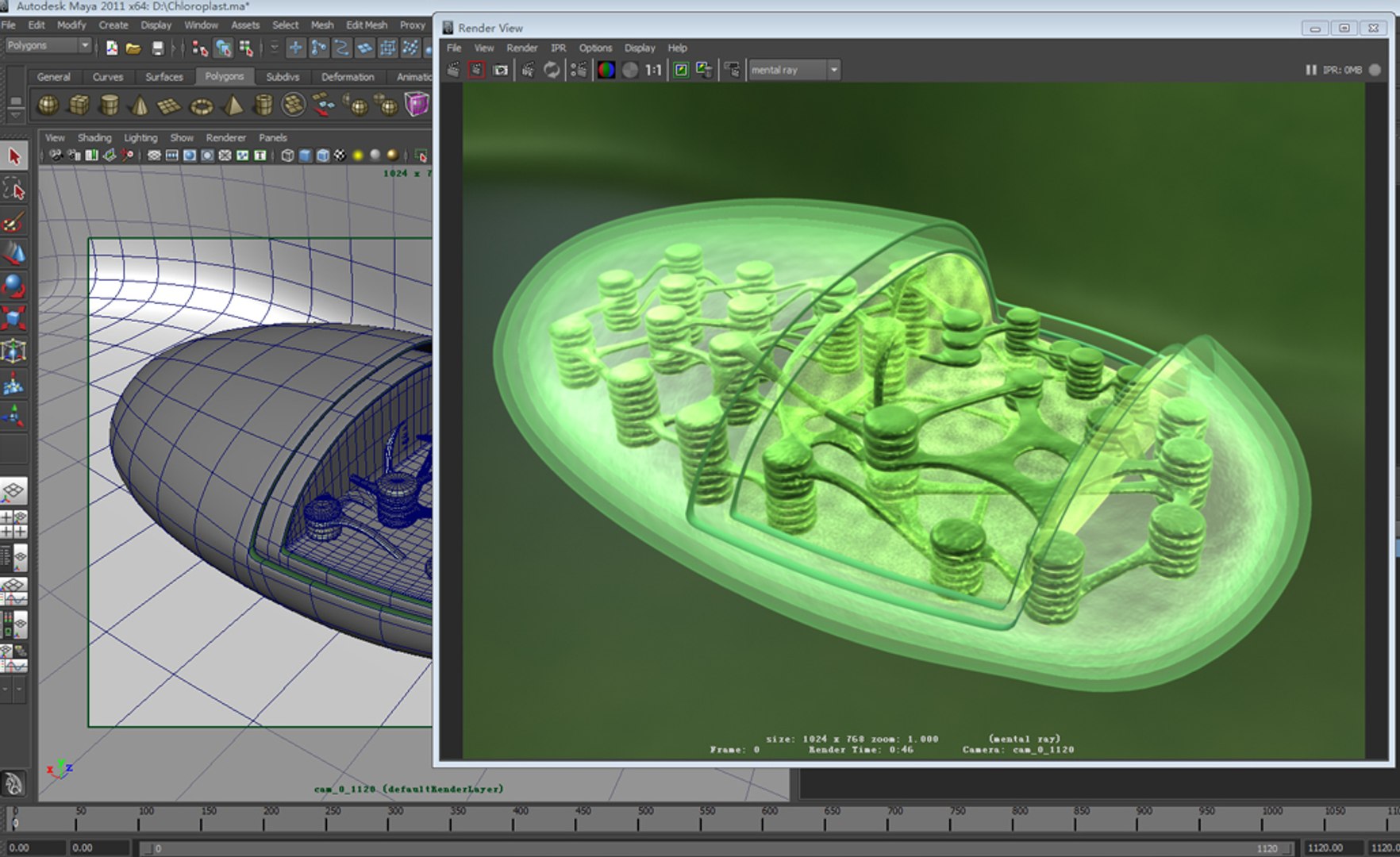 Chloroplast Chloroplastid Stroma 3d Model