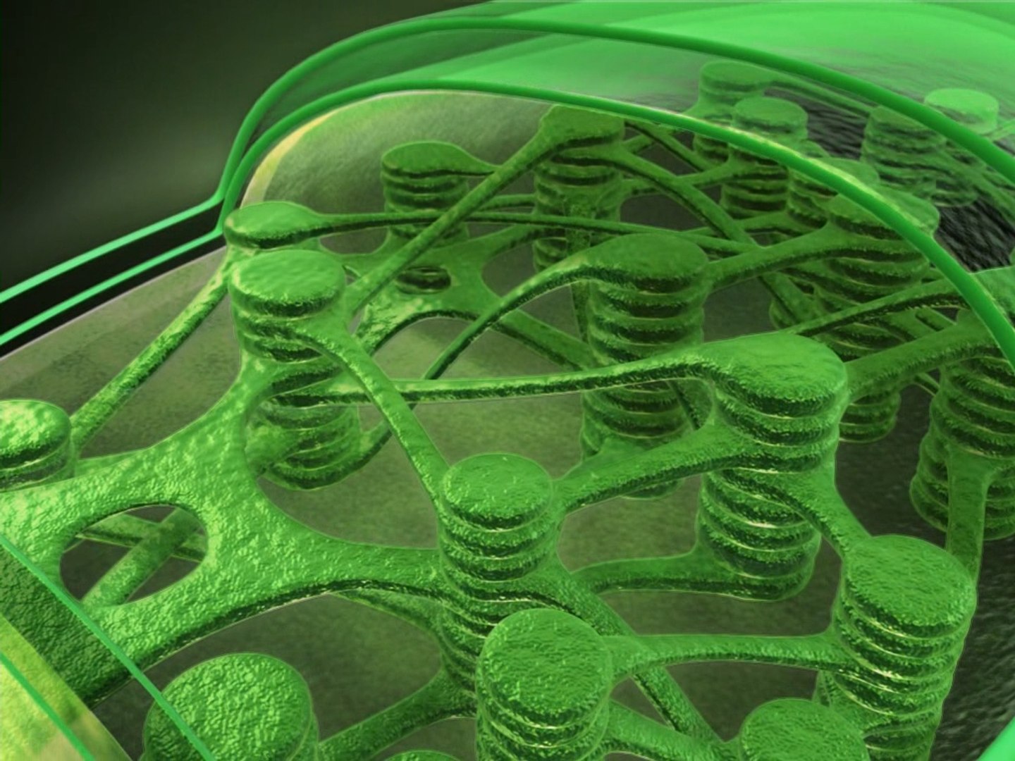 Chloroplast Chloroplastid Stroma 3d Model