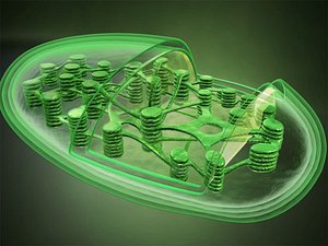 Download Free & Premium Photosynthesis 3D Models | TurboSquid