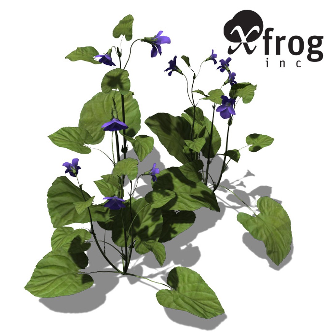 3d model xfrogplants pansy plants