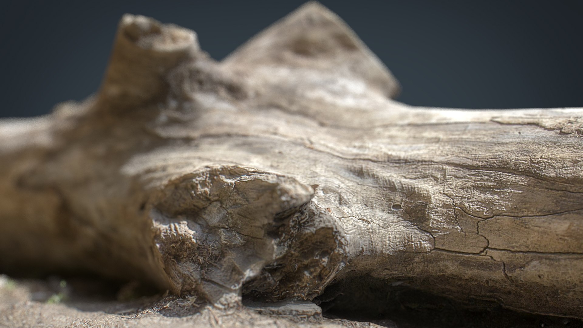 3D Model Dead Trunk - TurboSquid 1160720