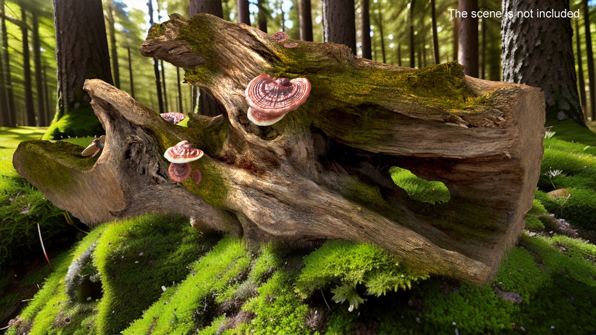 Snag Trunk Moss With Reishi Mushrooms 3D Model - TurboSquid 2412666