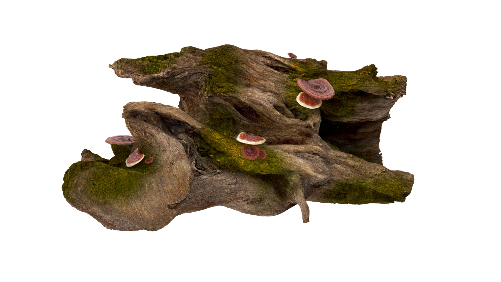 Snag Trunk Moss With Reishi Mushrooms 3D Model - TurboSquid 2412666