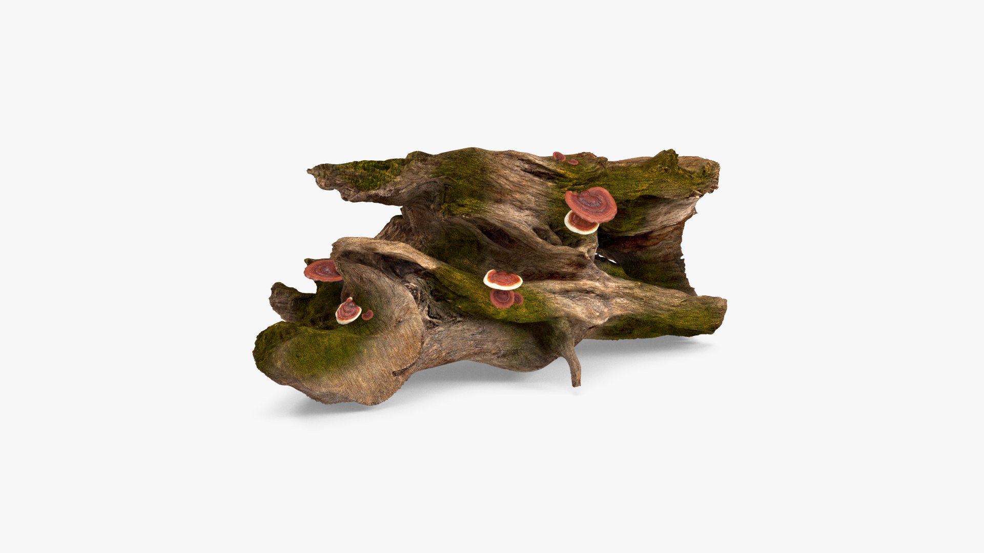 Snag Trunk Moss With Reishi Mushrooms 3D Model - TurboSquid 2412666