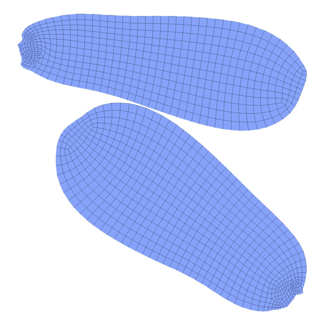 Zucchini Cucurbita Pepo - Real-Time 3D Scanned Model - TurboSquid 1729745